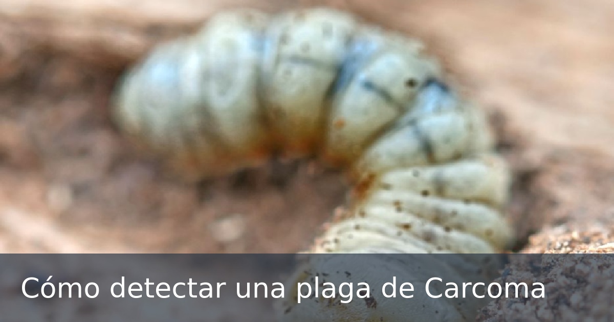 Deanna2u - Cómo detectar una plaga de Carcoma
