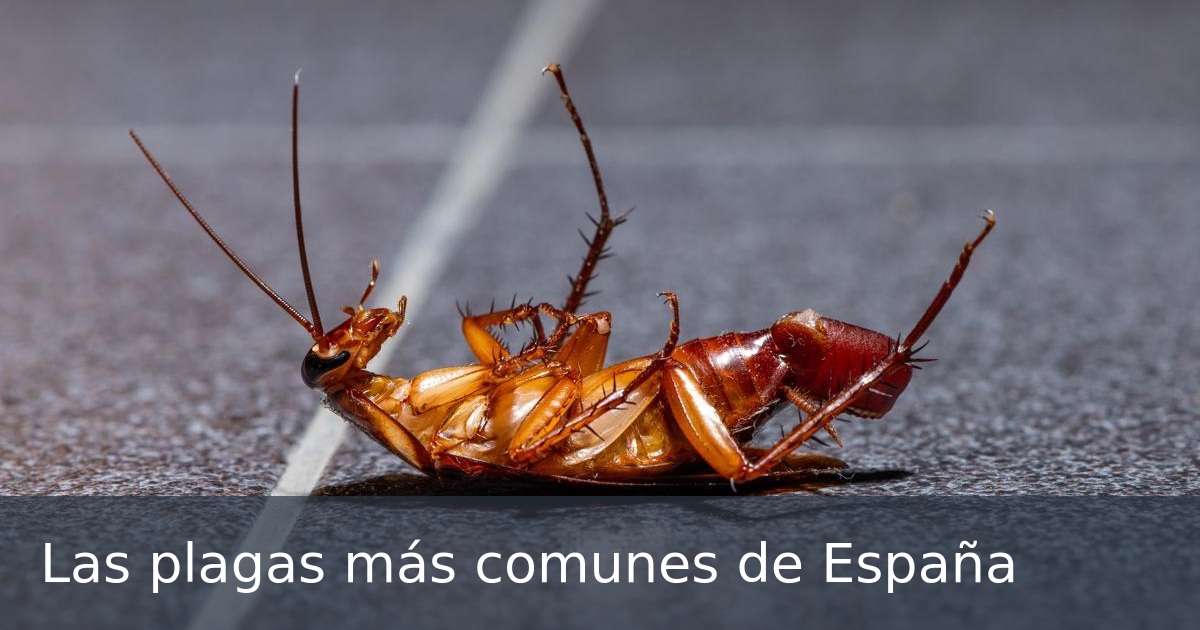 Deanna2u - Las plagas más comunes de España