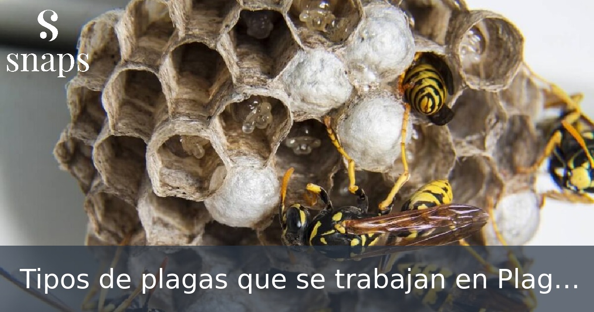 Deanna2u - Tipos de plagas que se trabajan en Plagas Ibérica
